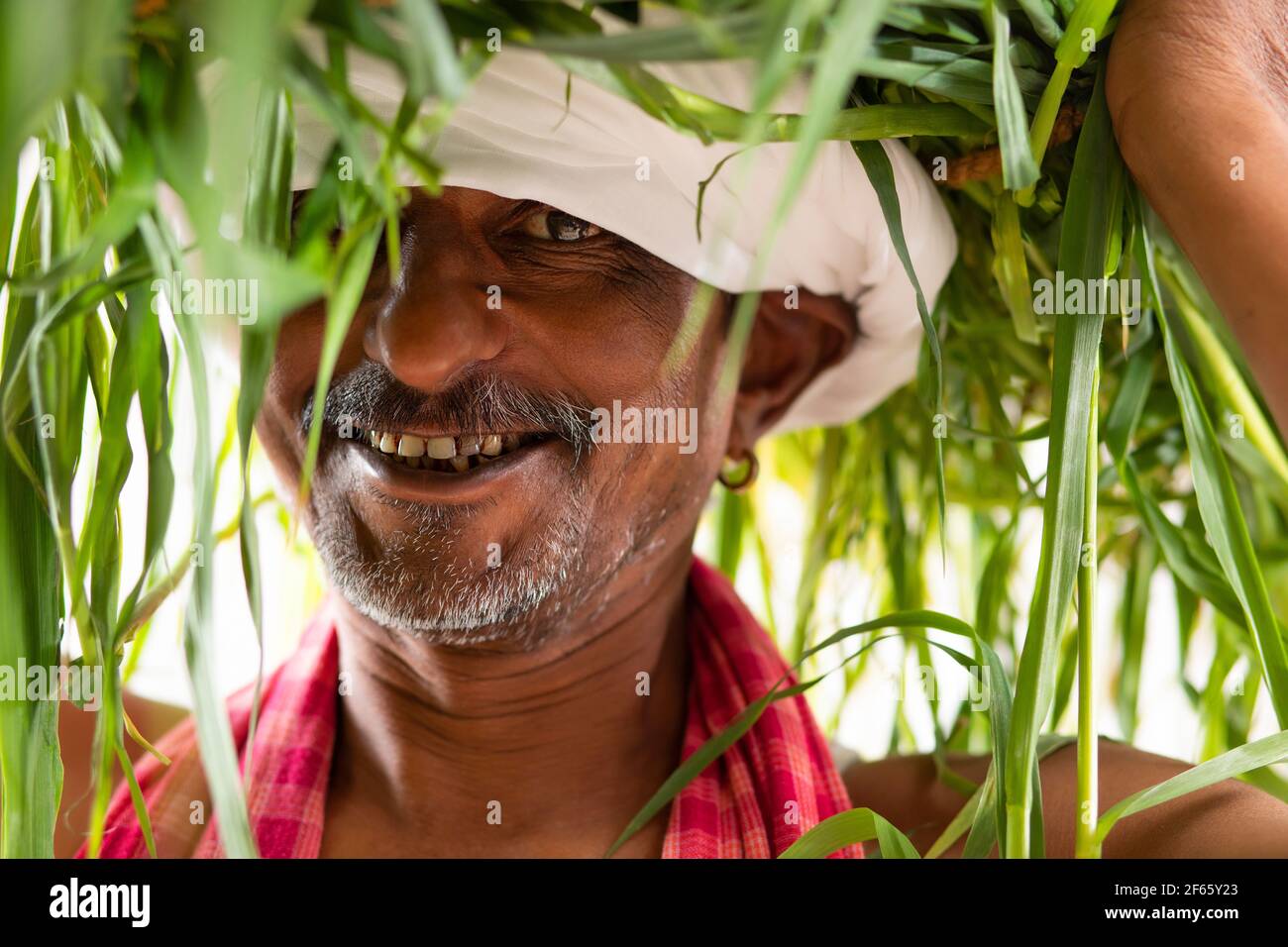 Indian Farmer Carrying Bundle of Paddy Crop Stock Photo - Alamy
