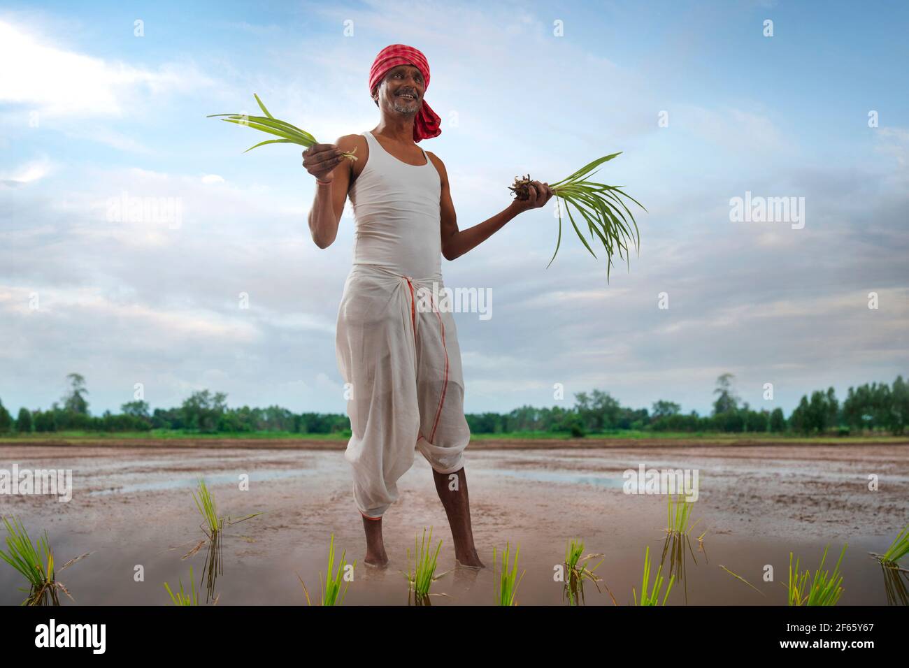 Planting rice in india hi-res stock photography and images - Alamy