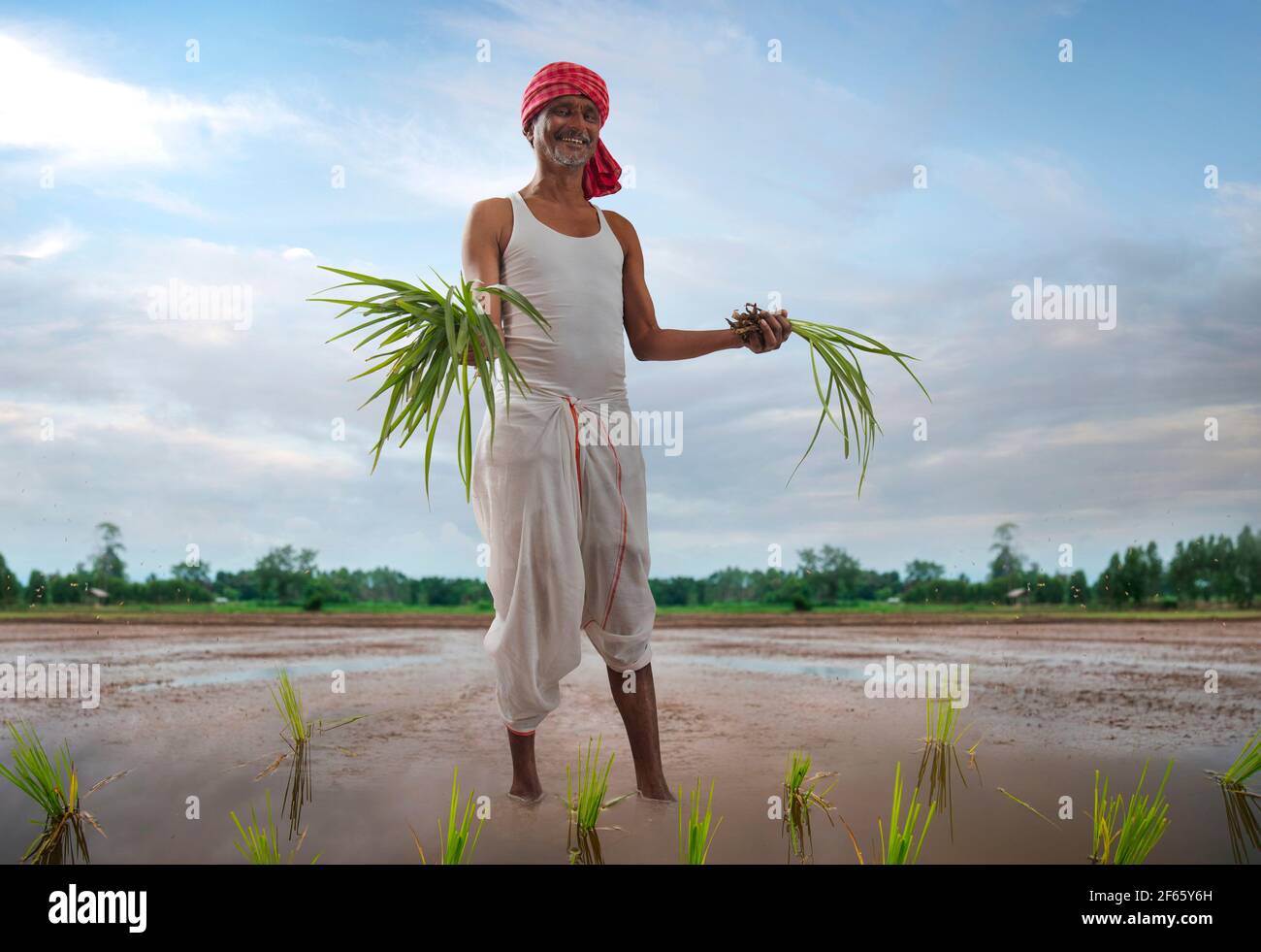 Indian farmer planting in rice paddy Stock Photo - Alamy