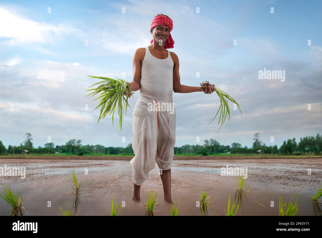 Indian farmer planting in rice paddy Stock Photo - Alamy