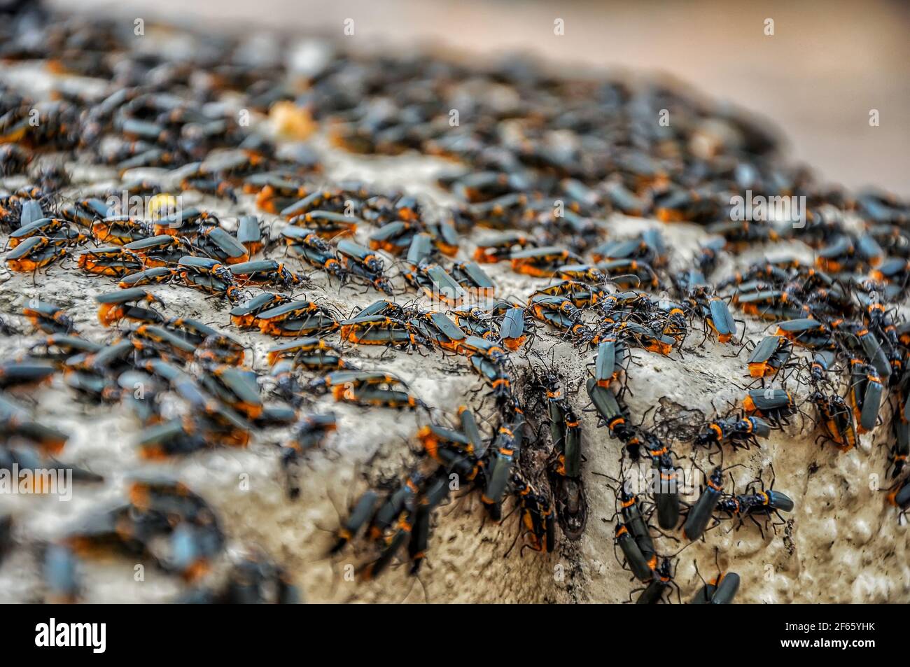 A huge number of fire beetles on a stone heated by the sun Stock Photo ...