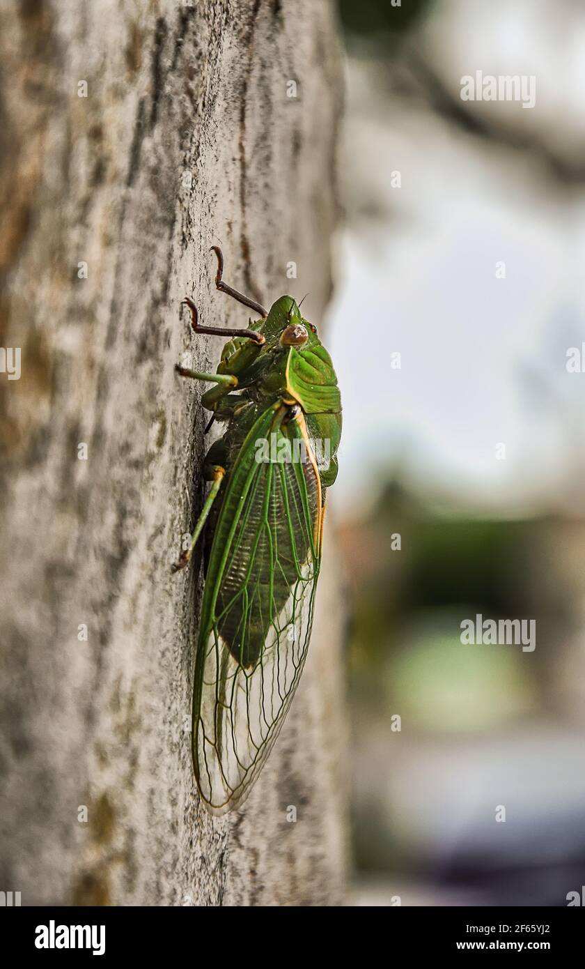 Very loud flying insect hi-res stock photography and images - Alamy