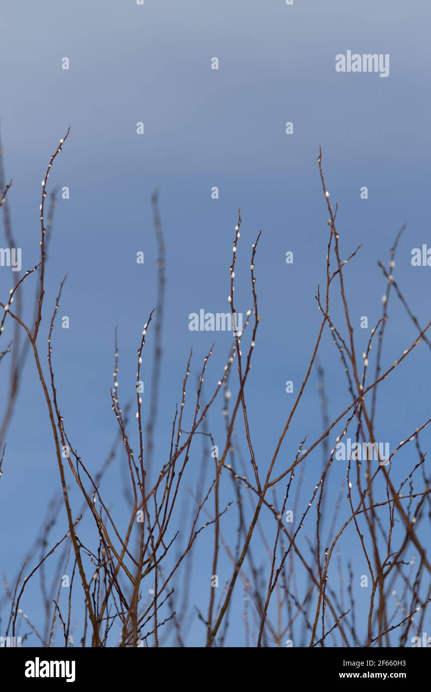 Early spring growth willow tree hi-res stock photography and images - Alamy