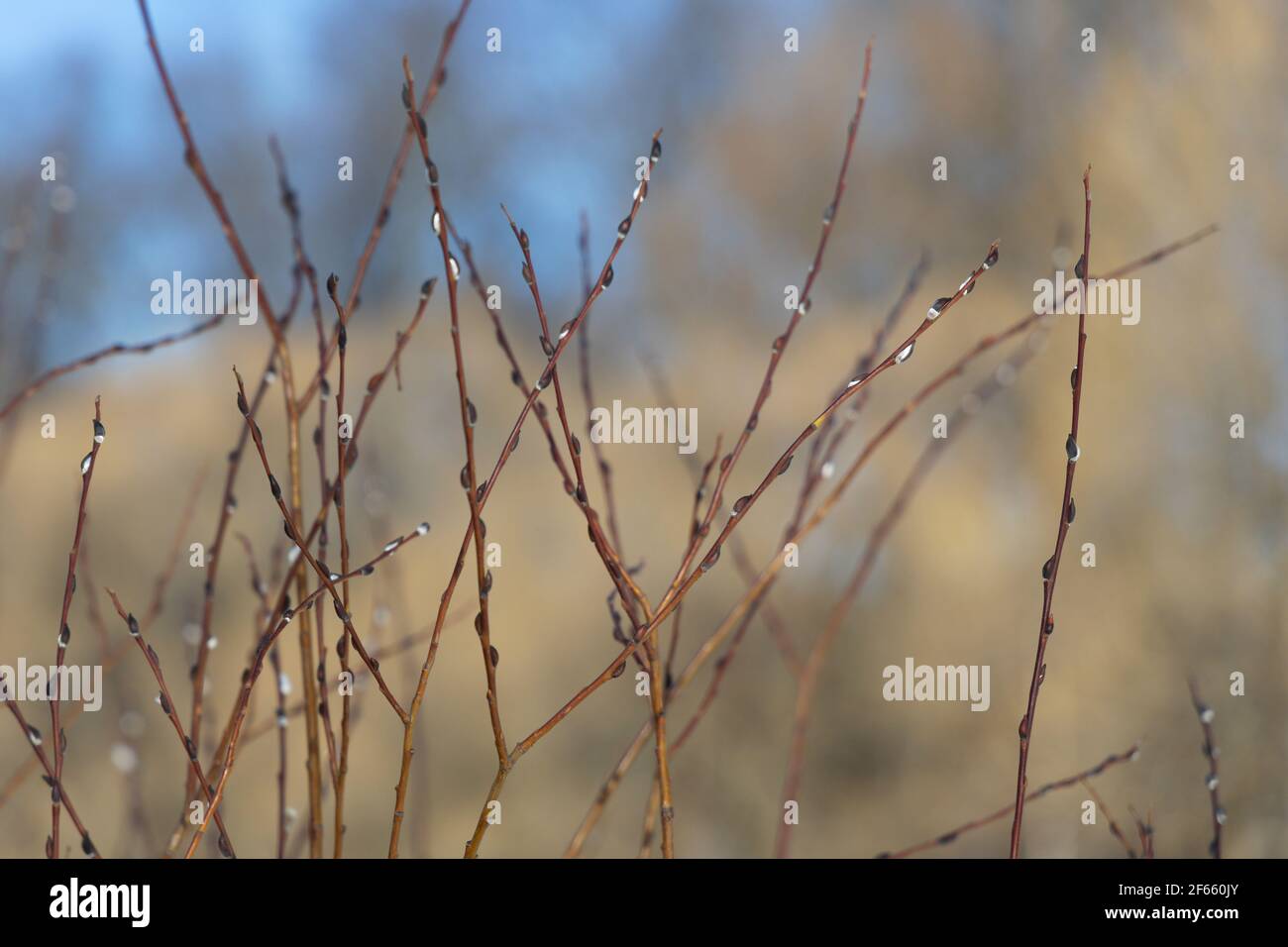 White buds spring flowering hi-res stock photography and images - Alamy