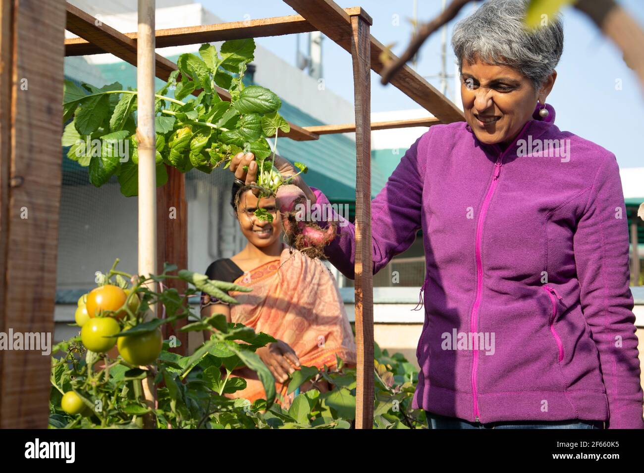 Indian turnip hi-res stock photography and images - Alamy
