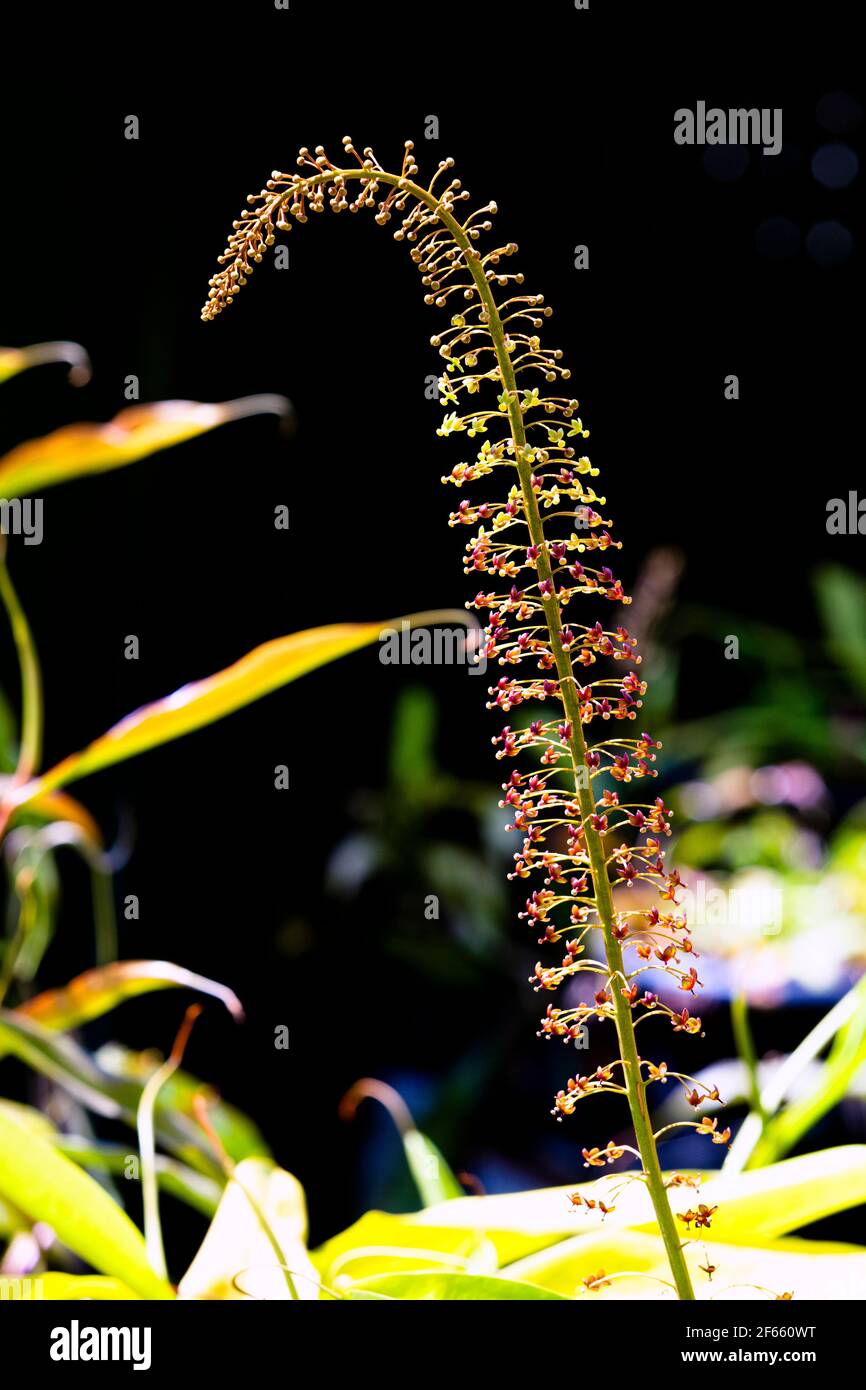 The red and yellow flower spike of Nepenthes rafflesiana, Raffles ...