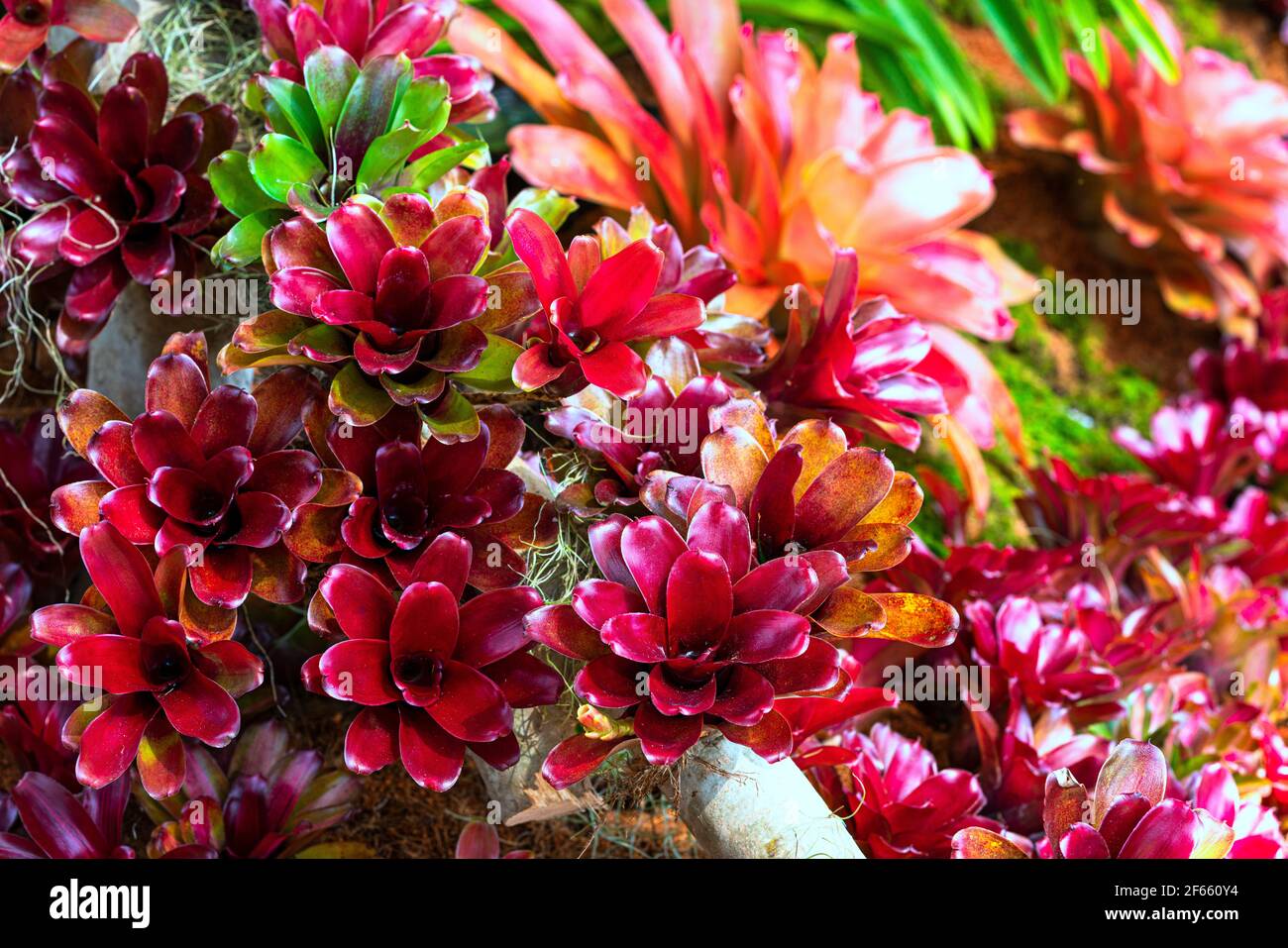 Colourful of Bromeliad garden, large Beautiful Bromeliad Background ...