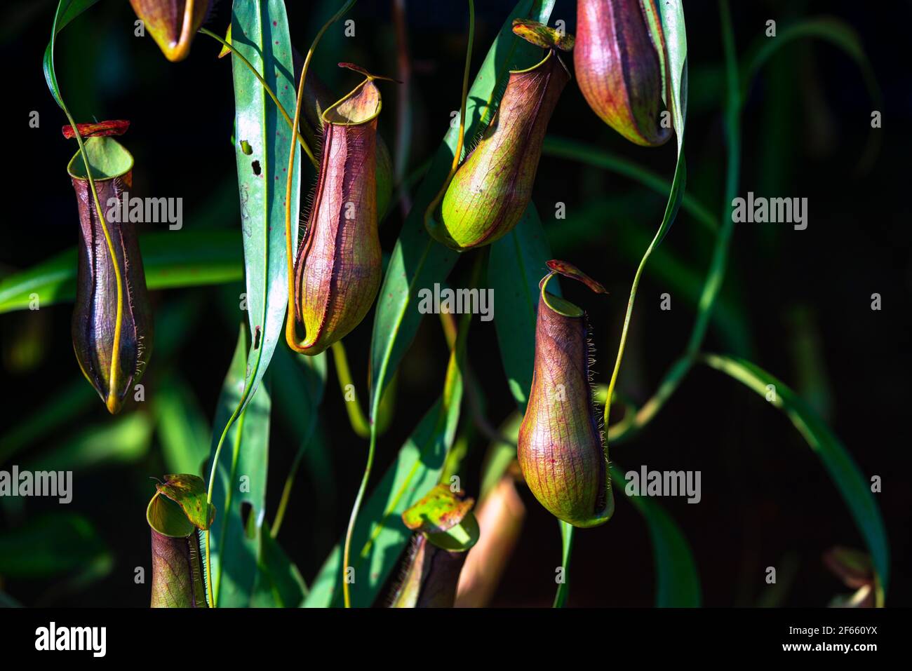Nepenthes rafflesiana catch hi-res stock photography and images - Alamy