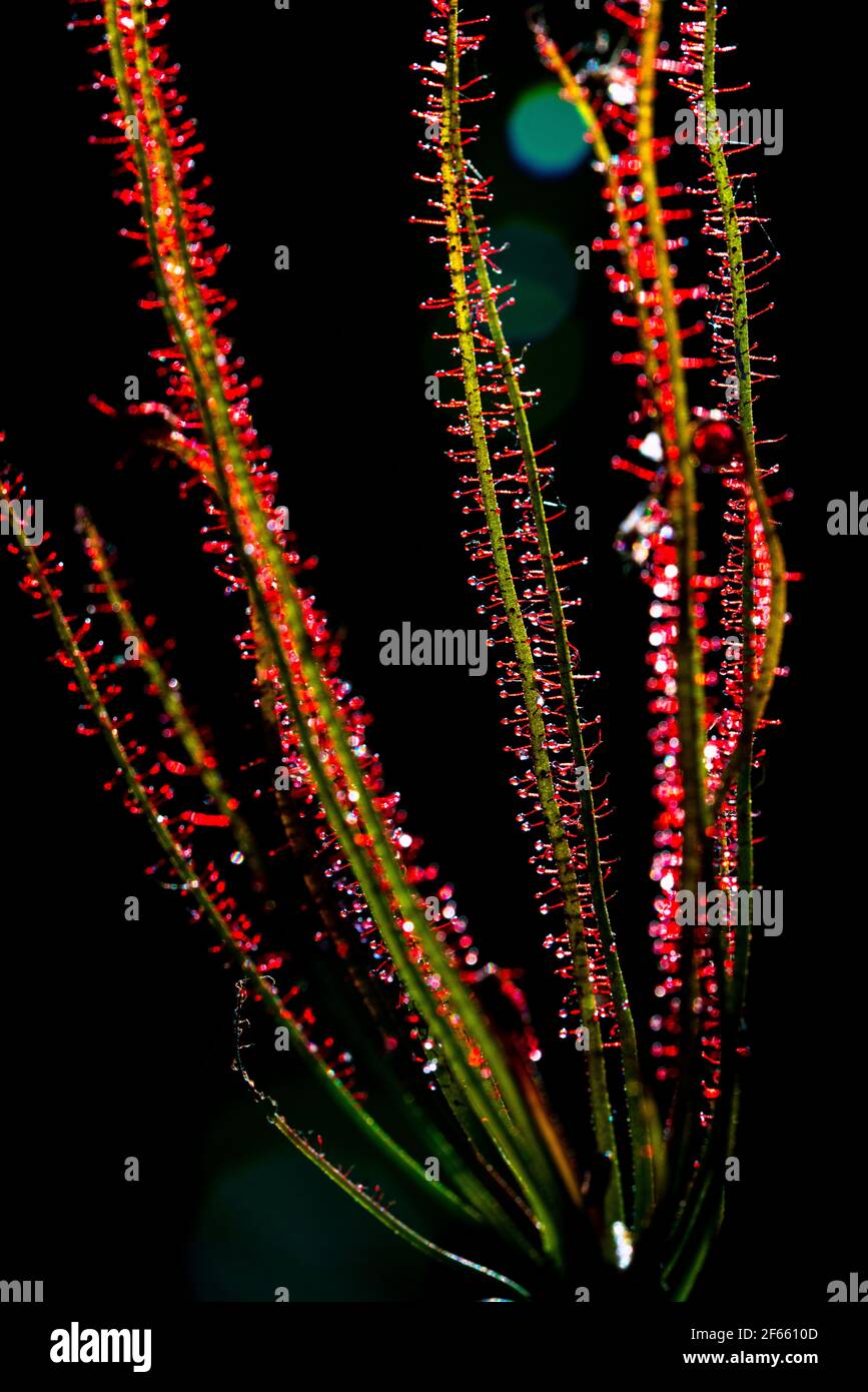 Insectivorous plant Drosera close up showing its sticky drops to ...