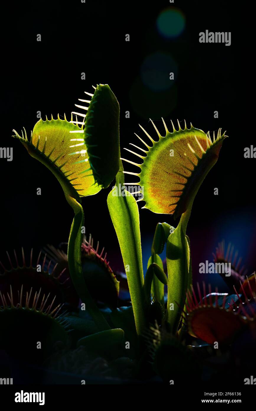 Venus flytrap plants with green and red leaves,Red Dragon Venus Flytrap ...