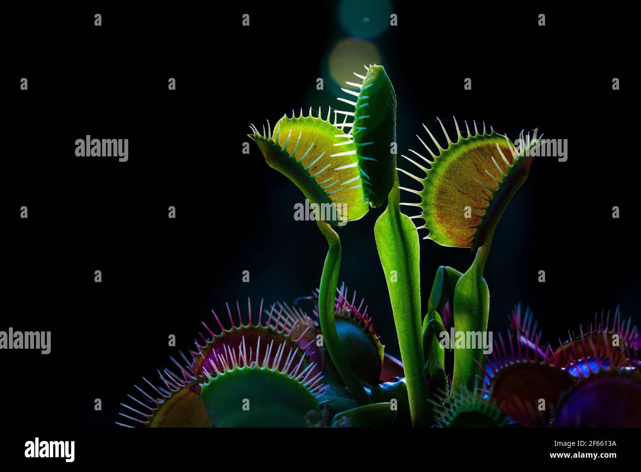 Venus flytrap plants with green and red leaves,Red Dragon Venus Flytrap ...