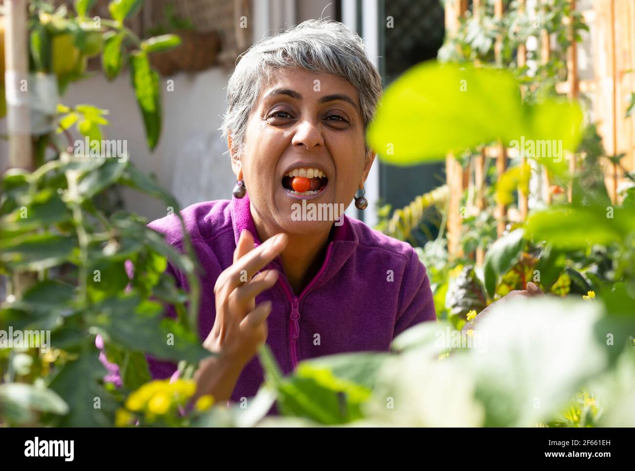 A woman enjoying her home-grown tomatoes Stock Photo - Alamy