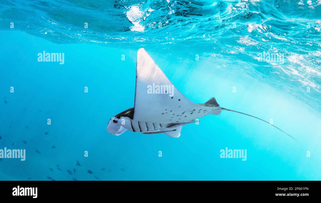 Underwater view of hovering Giant oceanic manta ray ( Manta Birostris ...