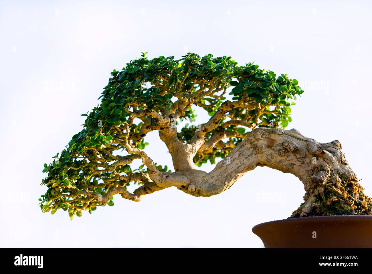 Bonsai tree side view with a white background. Part of a Bonsai series ...