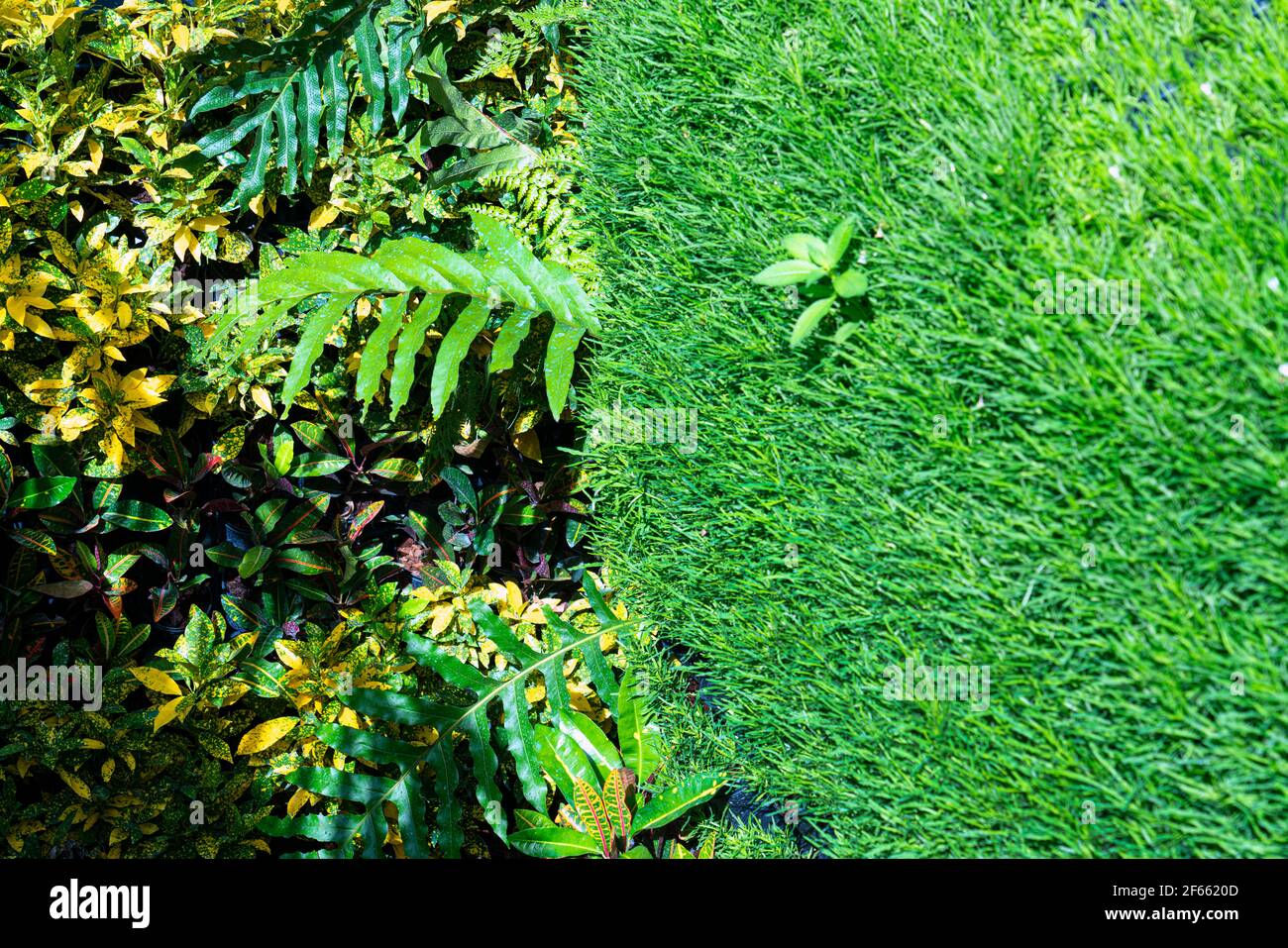 wall is full of Vegetation green color. Green tree wall for closeup ...