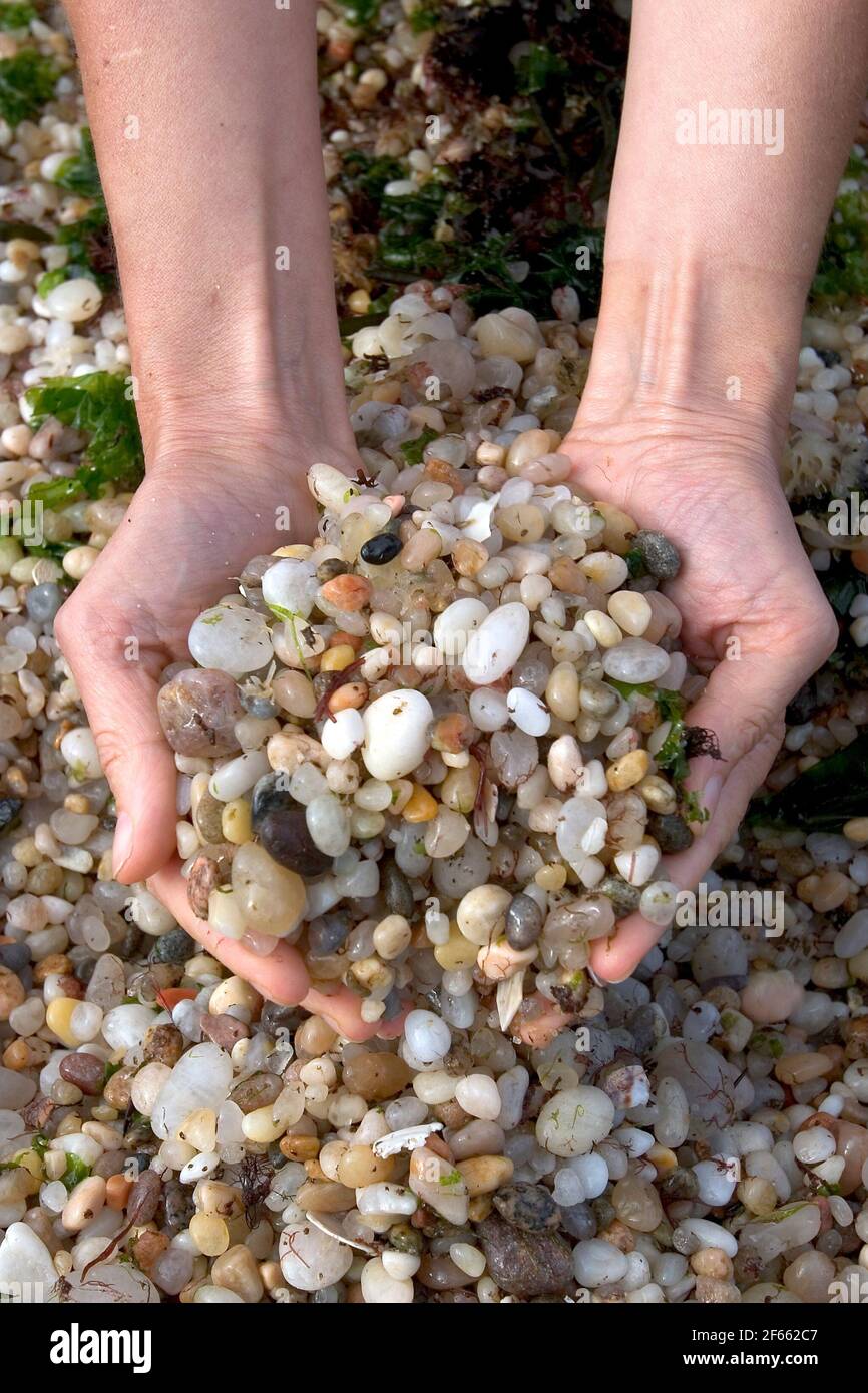 Pebbles and small stones worn smooth by the waves and tides of the ...