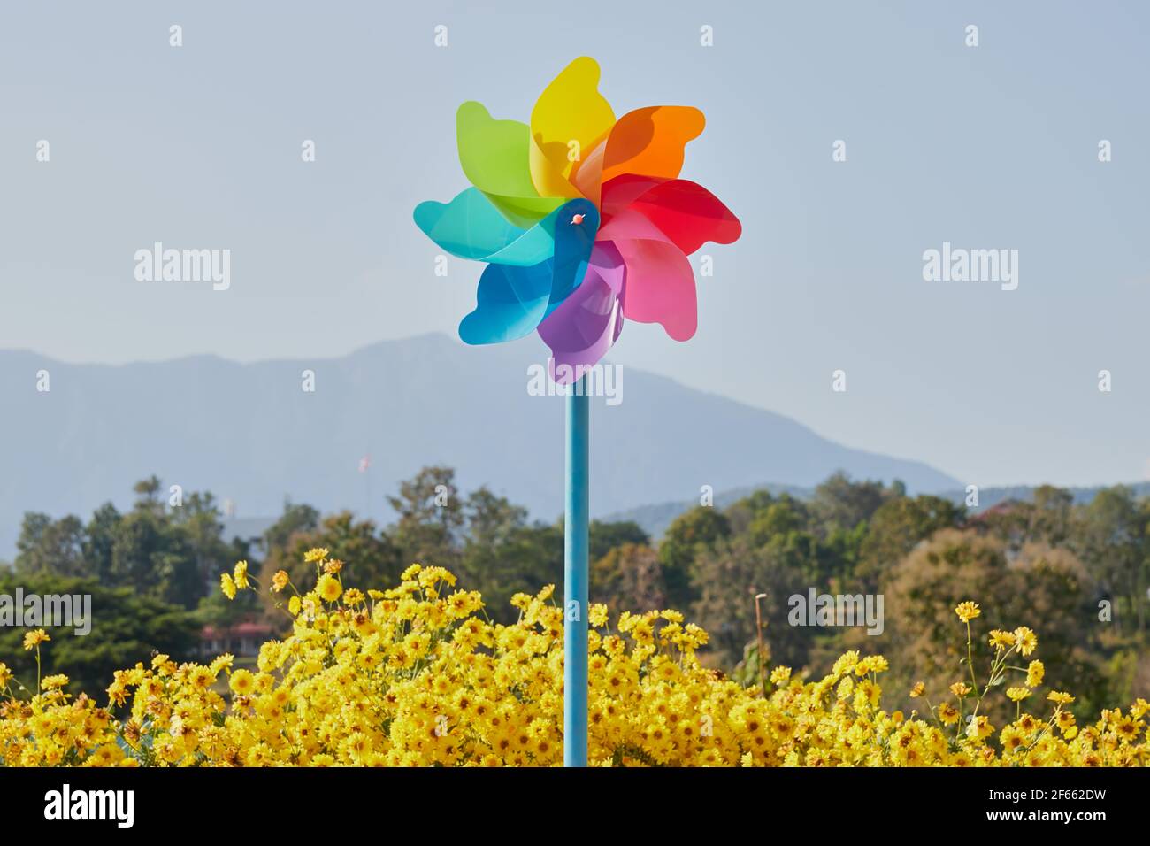 Landscape Pinwheel in Mums Flower Garden with Mountain and Blue Sky ...