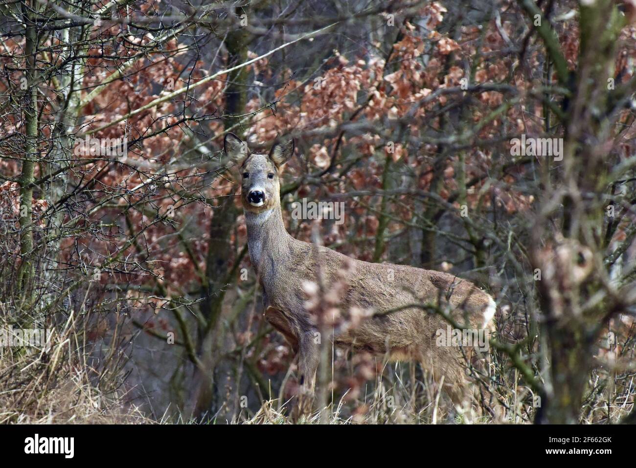 KYIV REGION, UKRAINE - MARCH 29, 2021 - A roe deer is seen in the wood ...