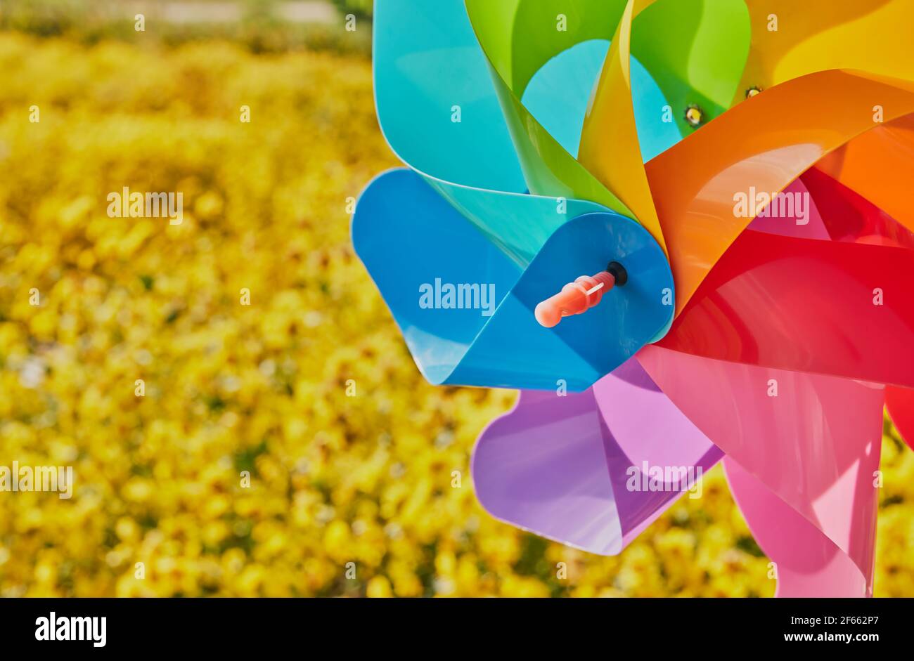 Right Frame Rainbow Pinwheel in Mums Flower Garden with Natural Light ...