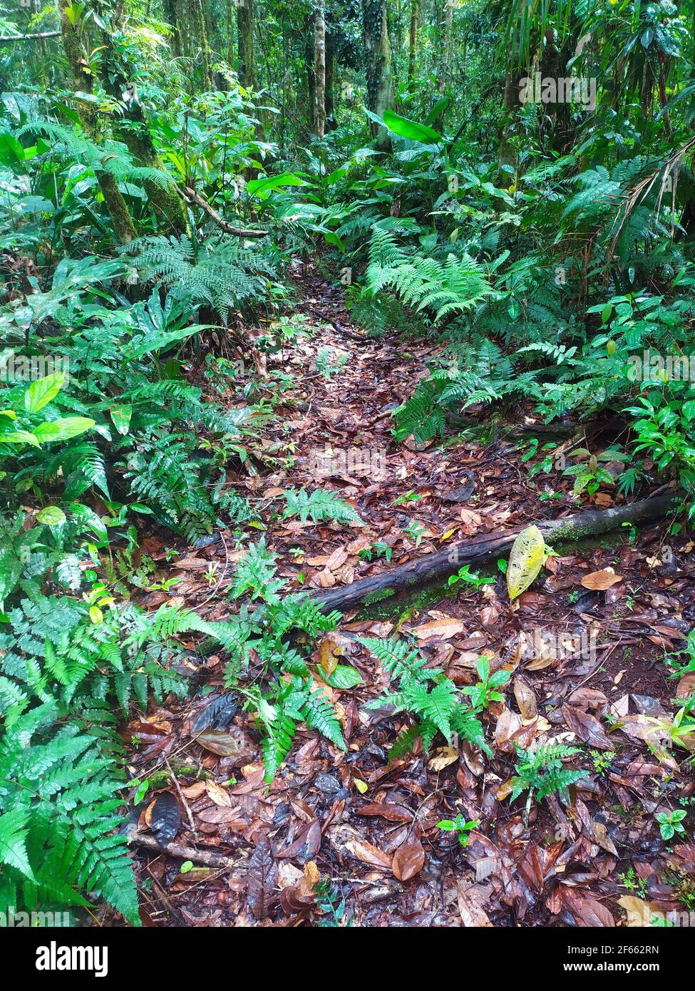 Semi deciduous forest hi-res stock photography and images - Alamy