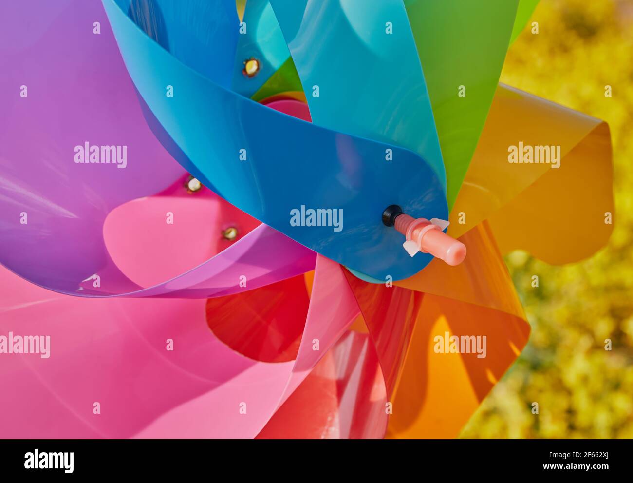 Zoom View Rainbow Pinwheel in Mums Flower Garden with Natural Light ...