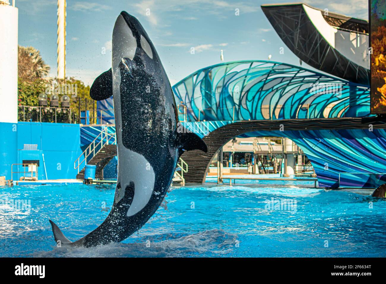 Orlando, Florida. December 22, 2020. Killer whale jumpin in Orca ...