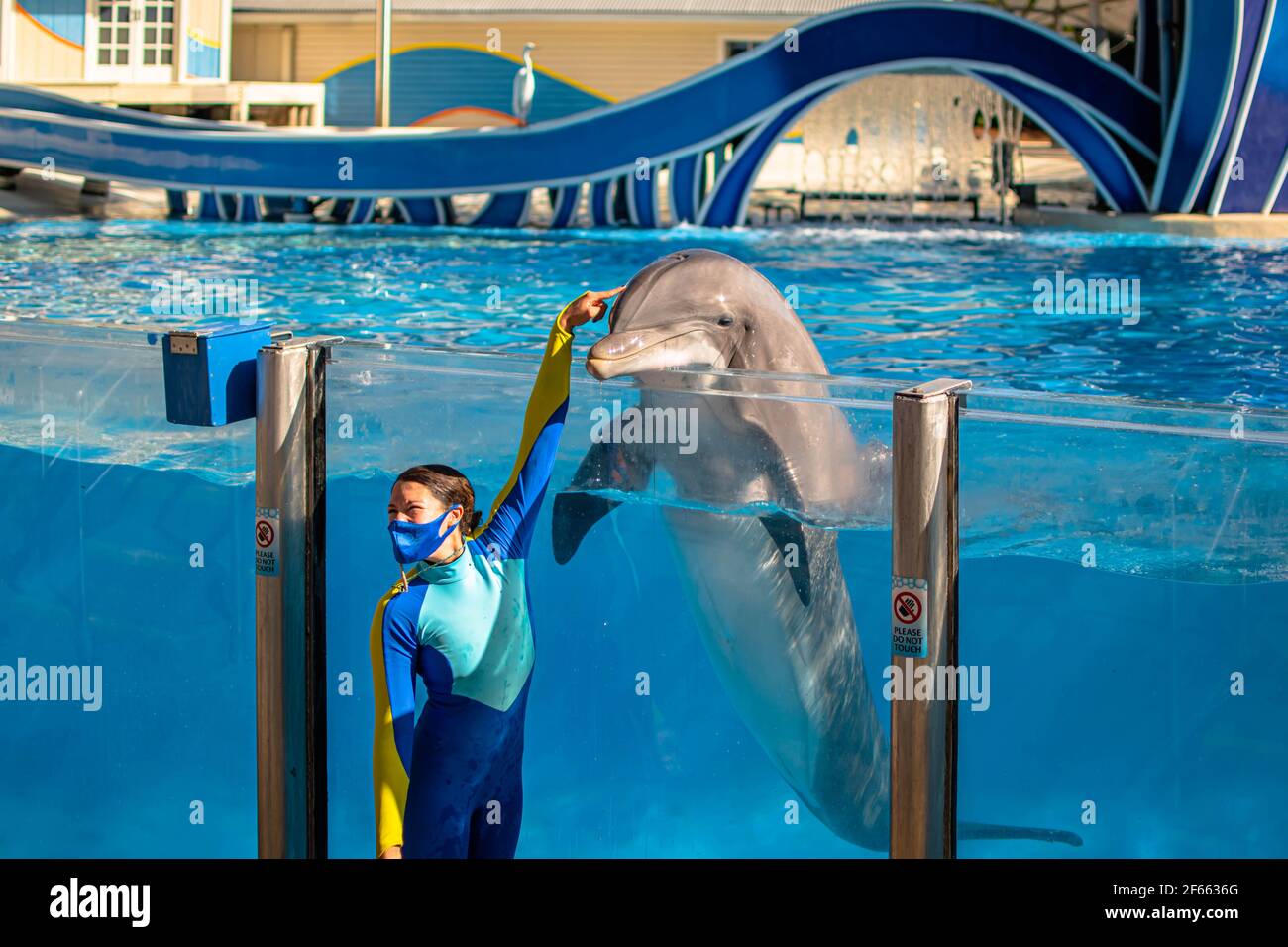 Orlando, Florida. December 22, 2020. Nice dolphin with her trainer at ...