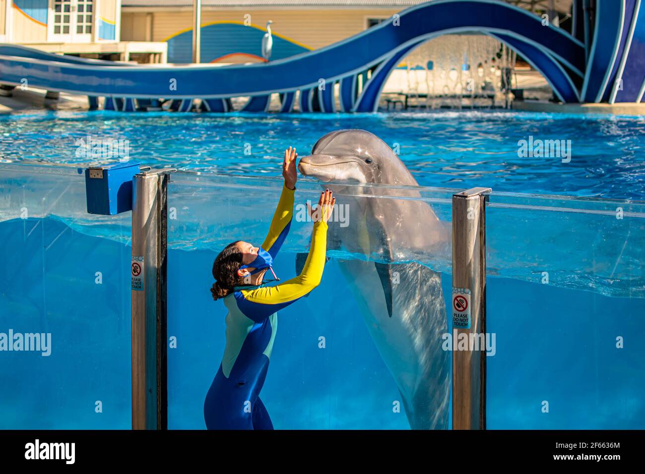 Orlando, Florida. December 22, 2020. Nice dolphin with her trainer at ...
