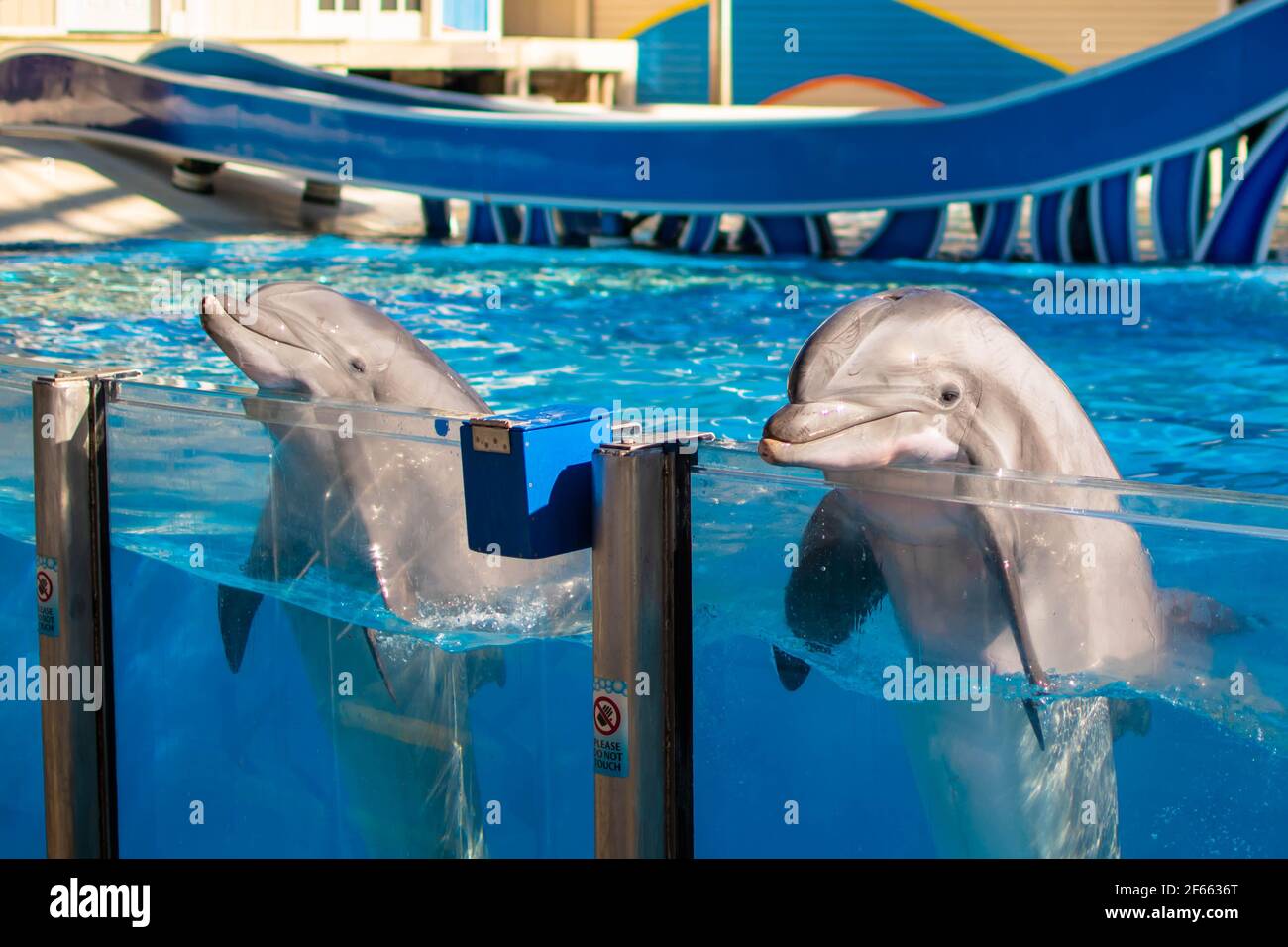 Orlando, Florida. December 22, 2020. Nice dolphin with her trainer at ...