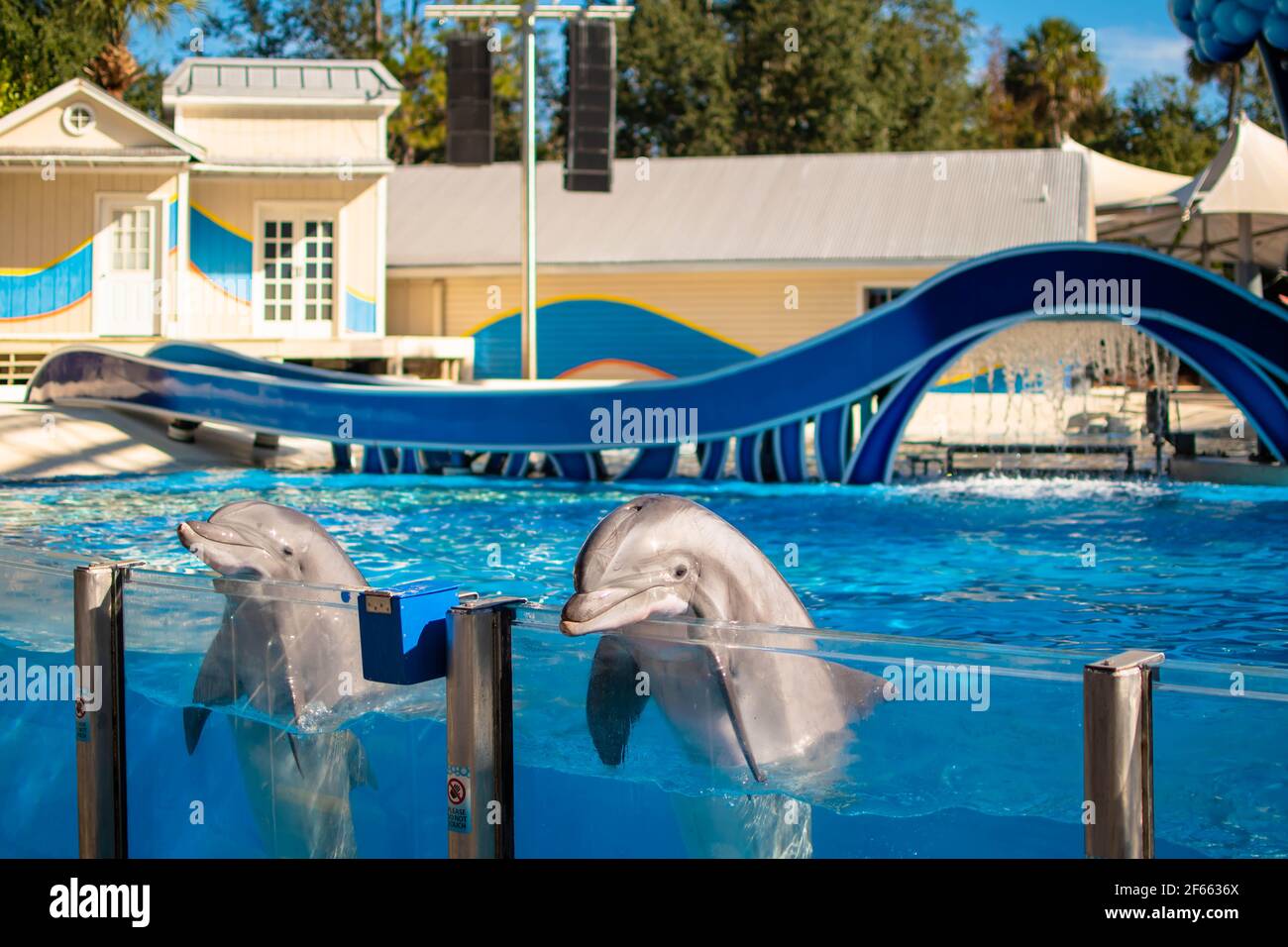 Orlando, Florida. December 22, 2020. Nice Dolphins in Dolphin Days Show ...