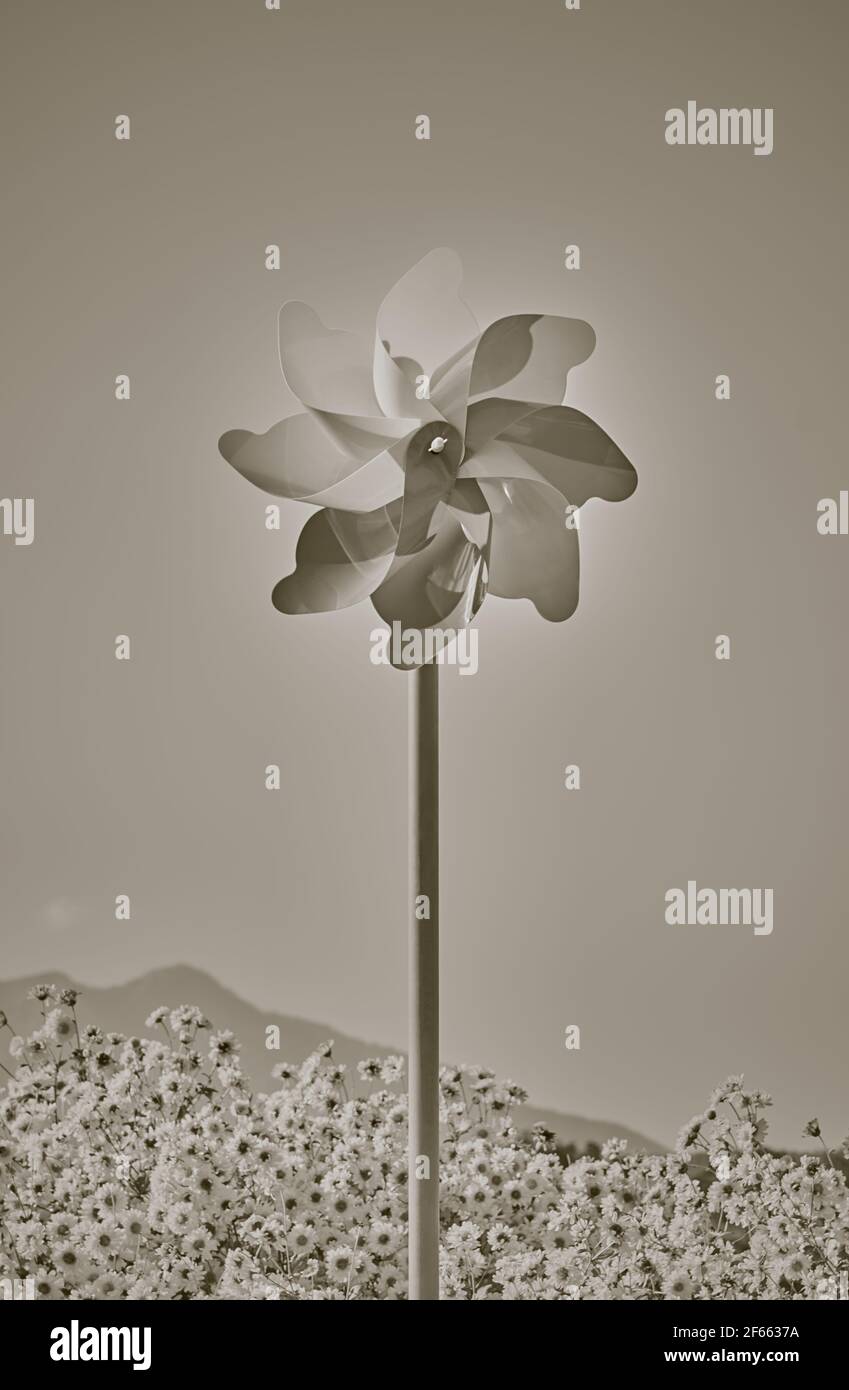 Portrait Pinwheel in Mums Flower Garden on Sky Background with Natural ...