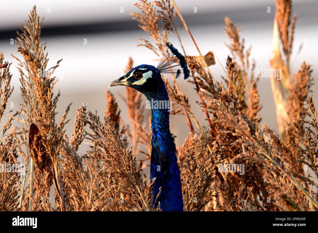 Peacock Lying Down High Resolution Stock Photography and Images - Alamy