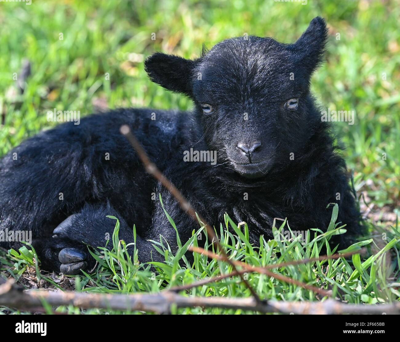 Dwarf sheep hi-res stock photography and images - Alamy