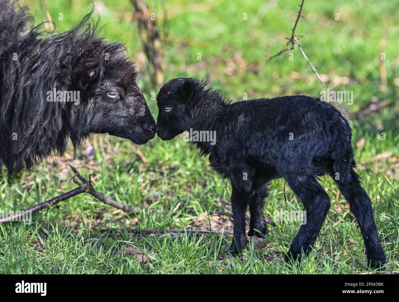 Dwarf sheep hi-res stock photography and images - Alamy