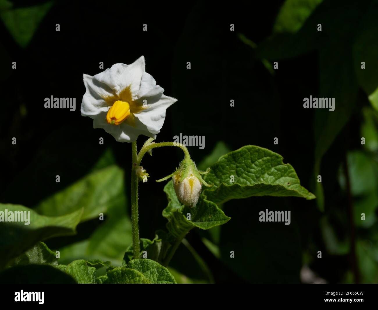 Sunshine potatoes growing hi-res stock photography and images - Alamy