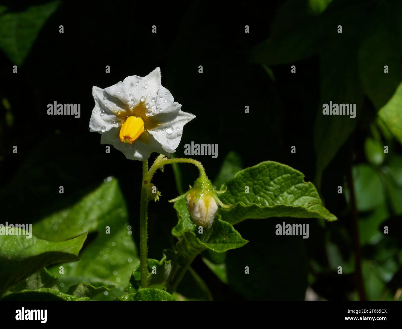 Sunshine potatoes growing hi-res stock photography and images - Alamy