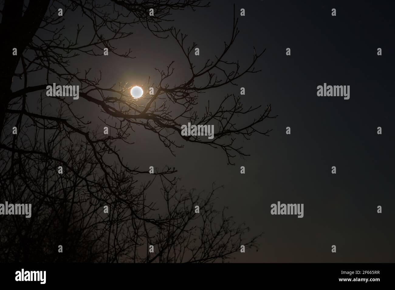 Full moon shines in night sky among tree branches Stock Photo - Alamy