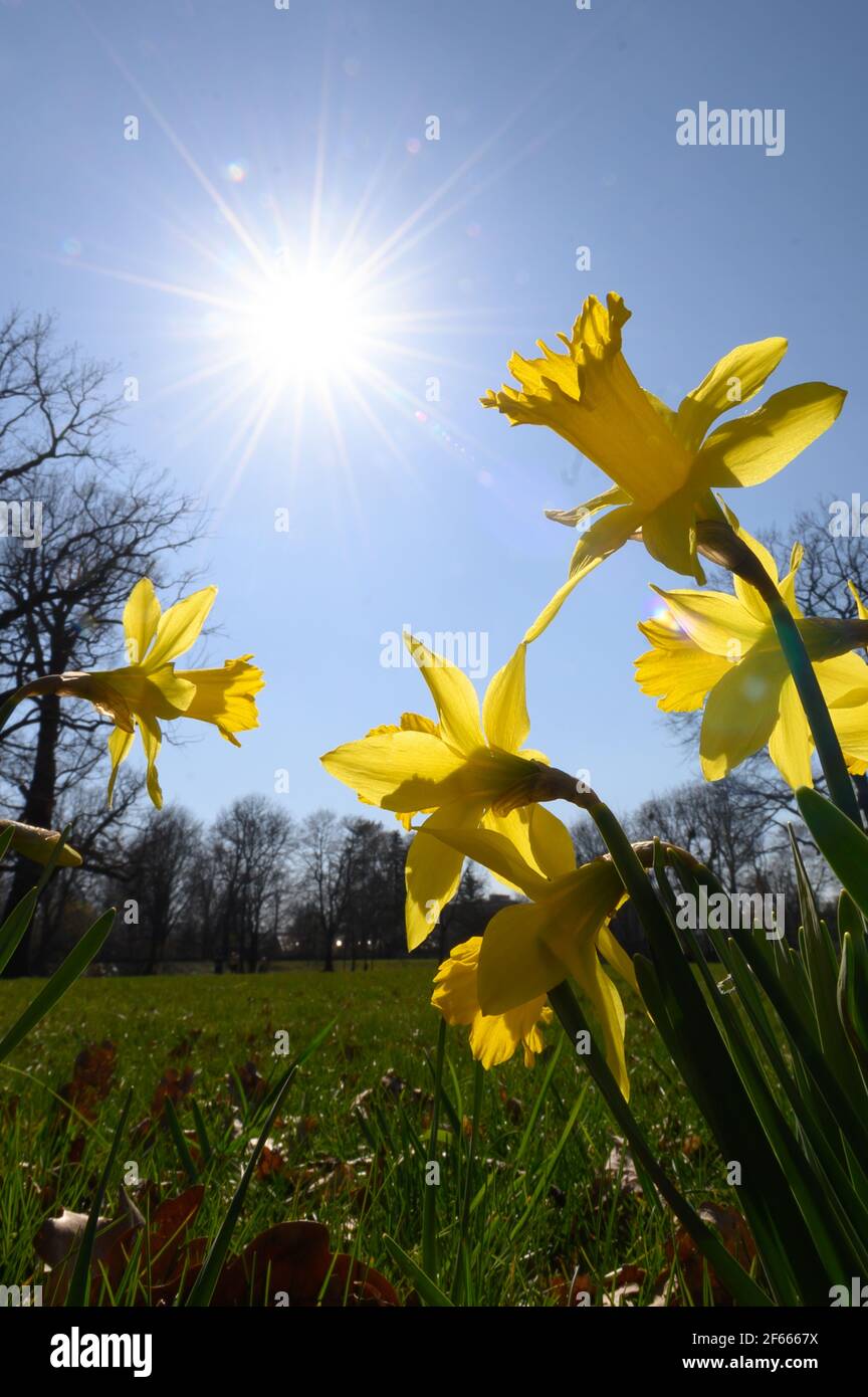 Volkspark grosser garten hi-res stock photography and images - Alamy