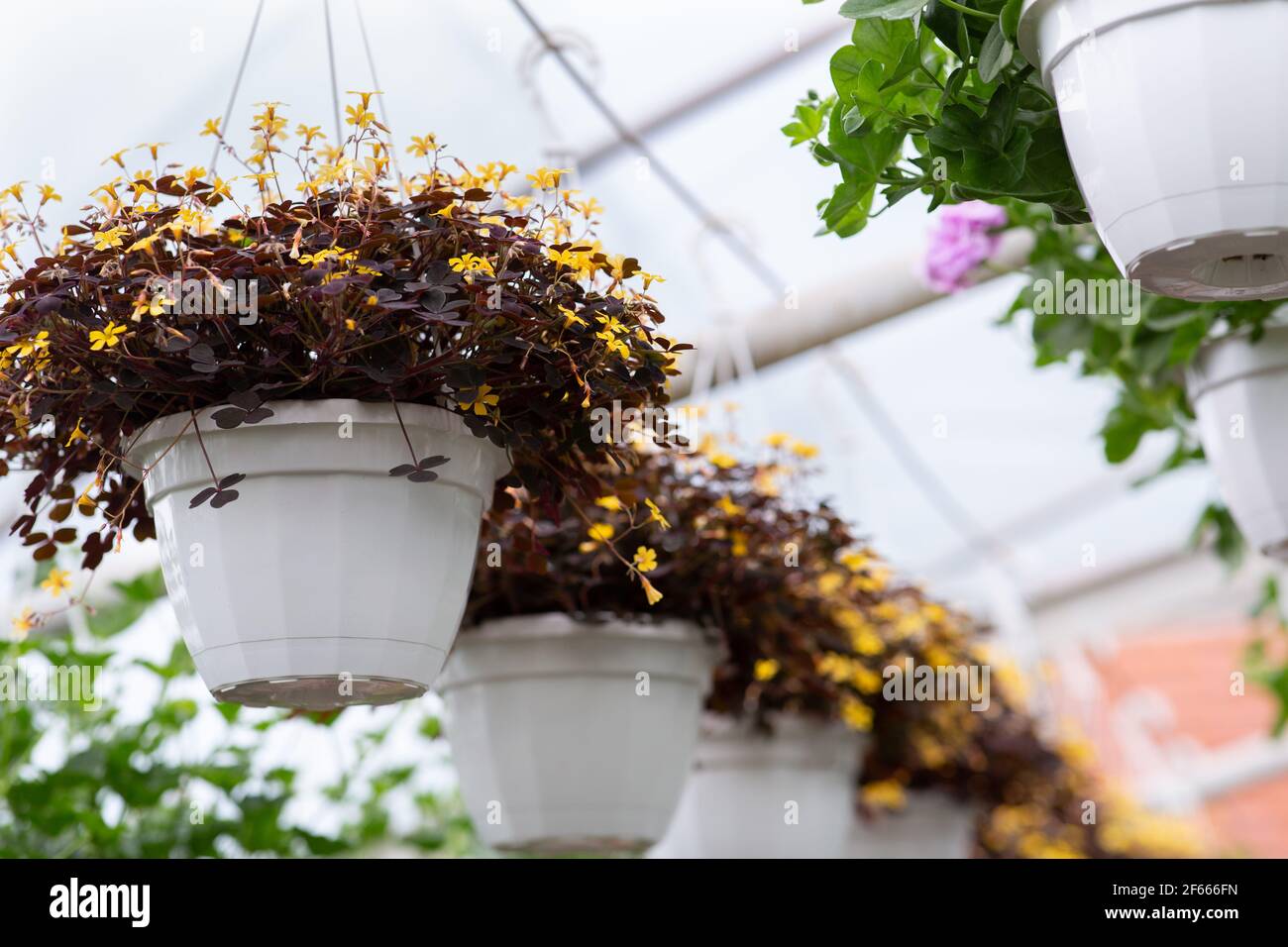 Greenhouse plants, modern business, blooming in spring, botanical ...