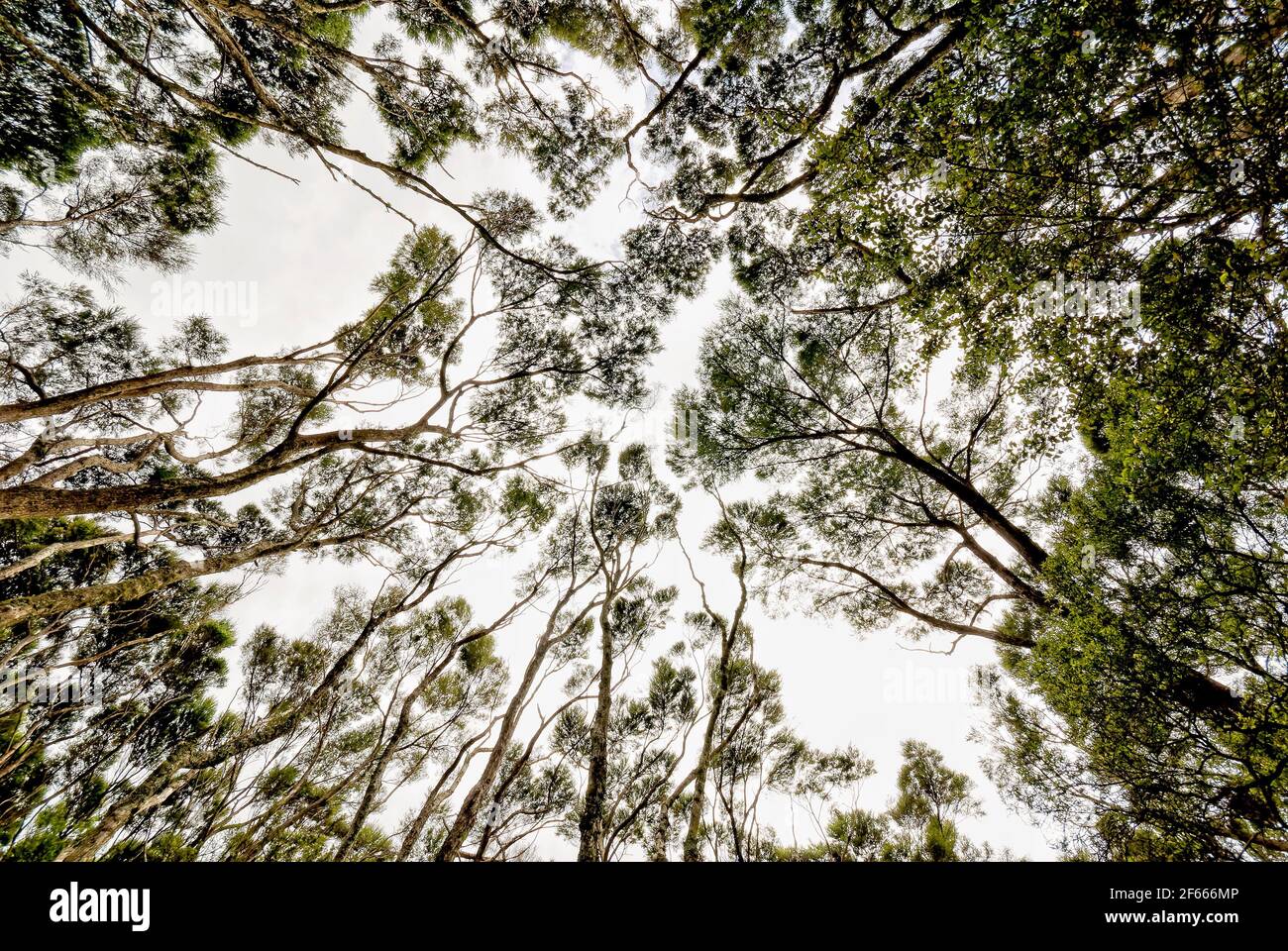Tree canopy in Haruru forest near Piahia North Island New Zealand Stock ...