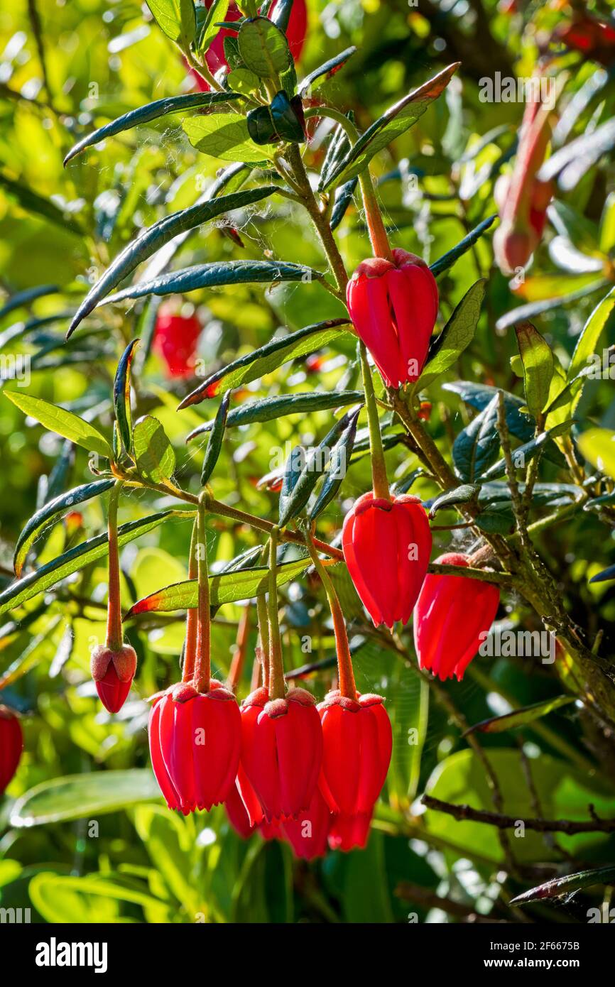 Bell shaped red flowers of Crinodendron bush Stock Photo - Alamy