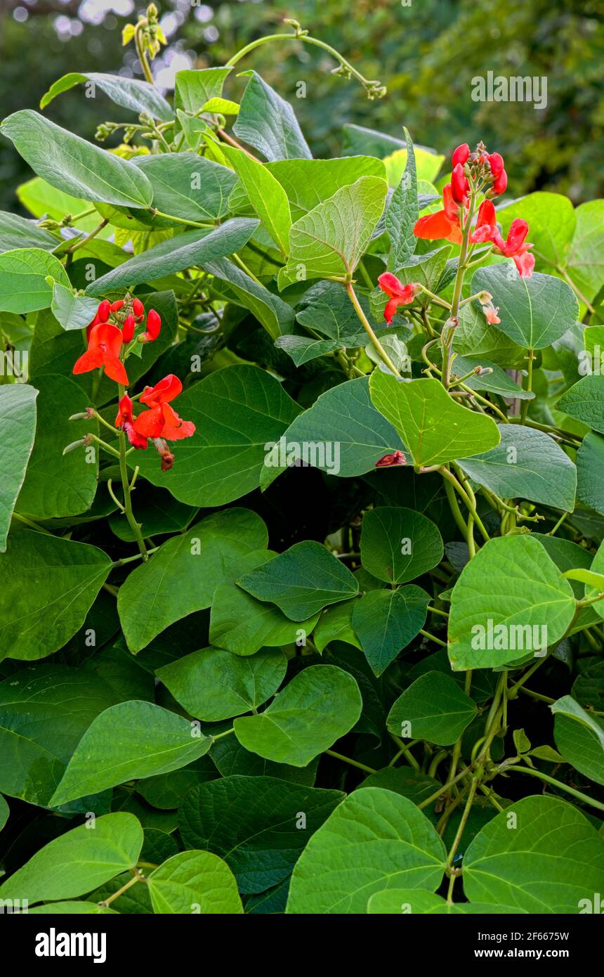 Runner Beans in flower Stock Photo - Alamy