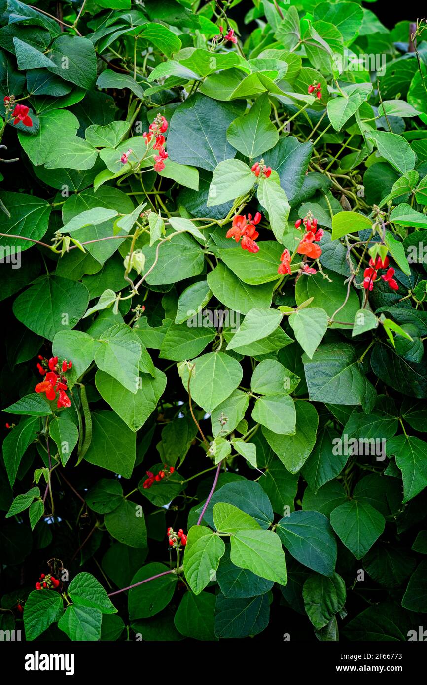 Runner beans in flower hi-res stock photography and images - Alamy