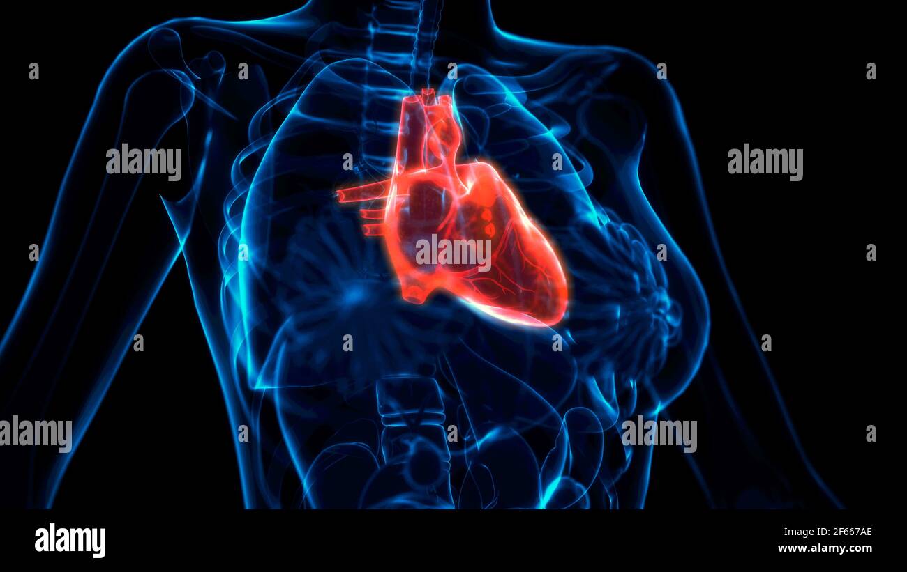 Internal view human heart hi-res stock photography and images - Alamy