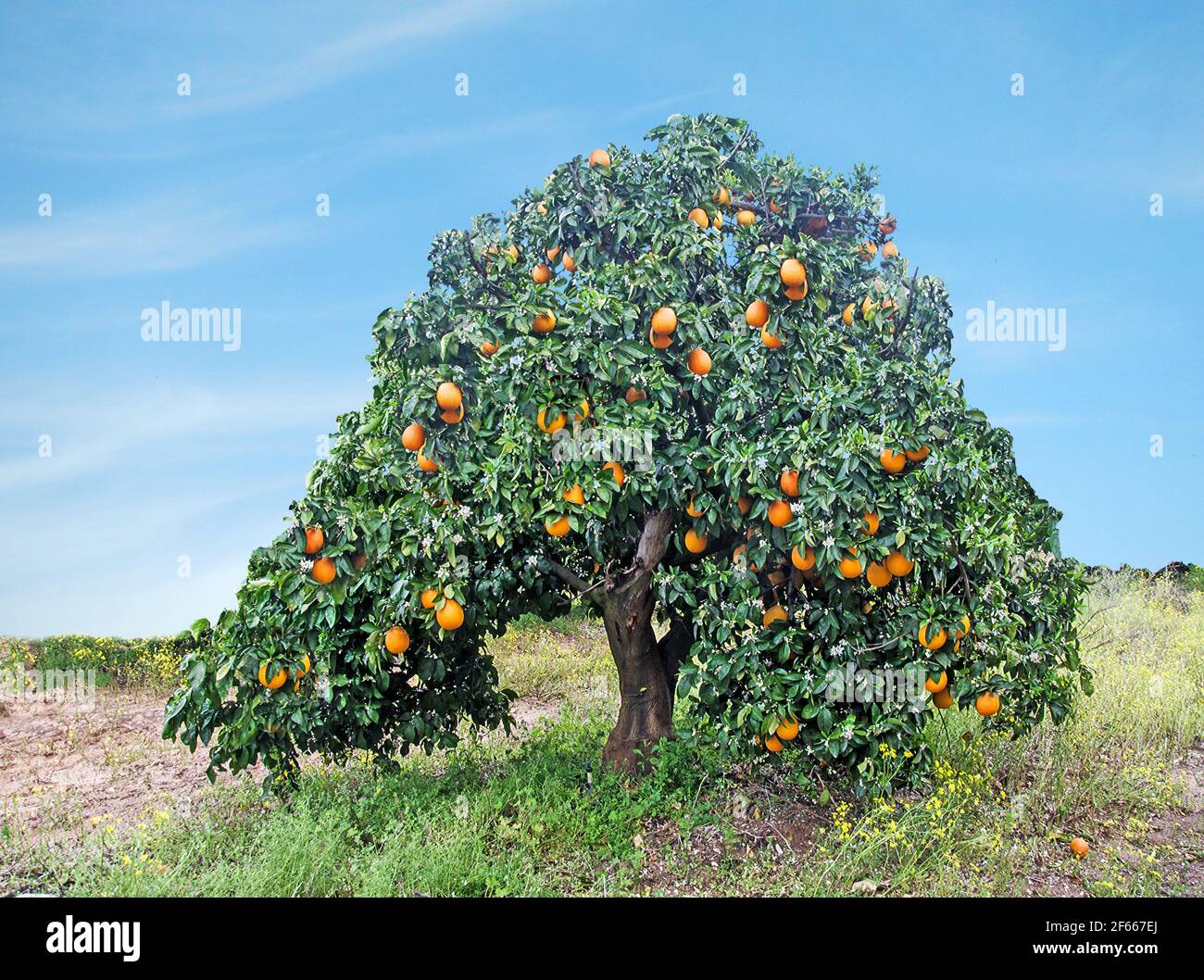 Orange tree with ripe fruit Stock Photo - Alamy