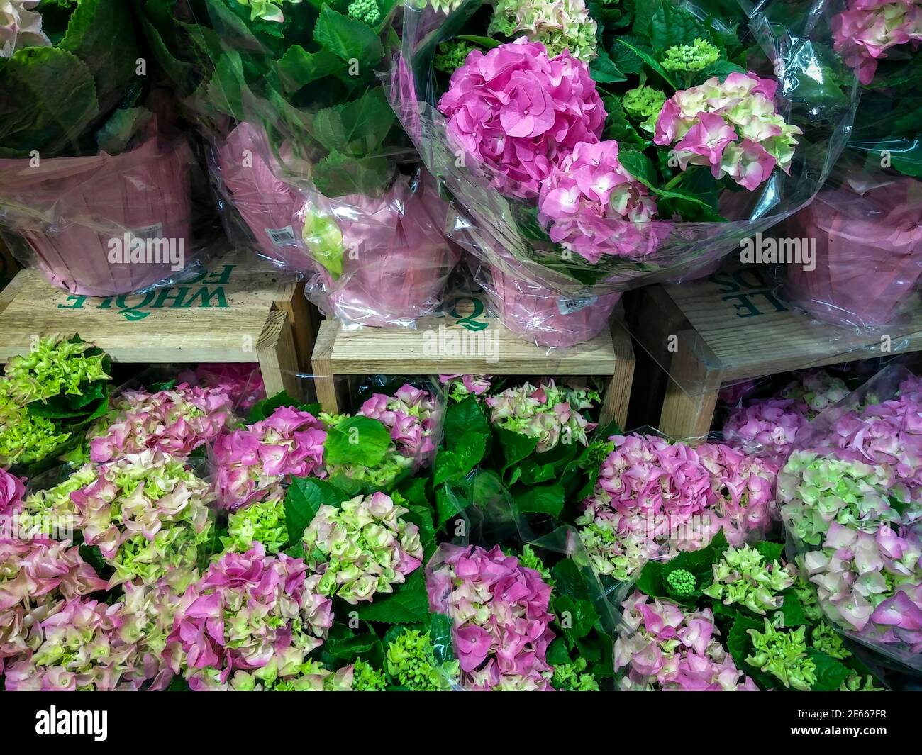 Easter flowers on display in a supermarket in New York on Sunday, March ...