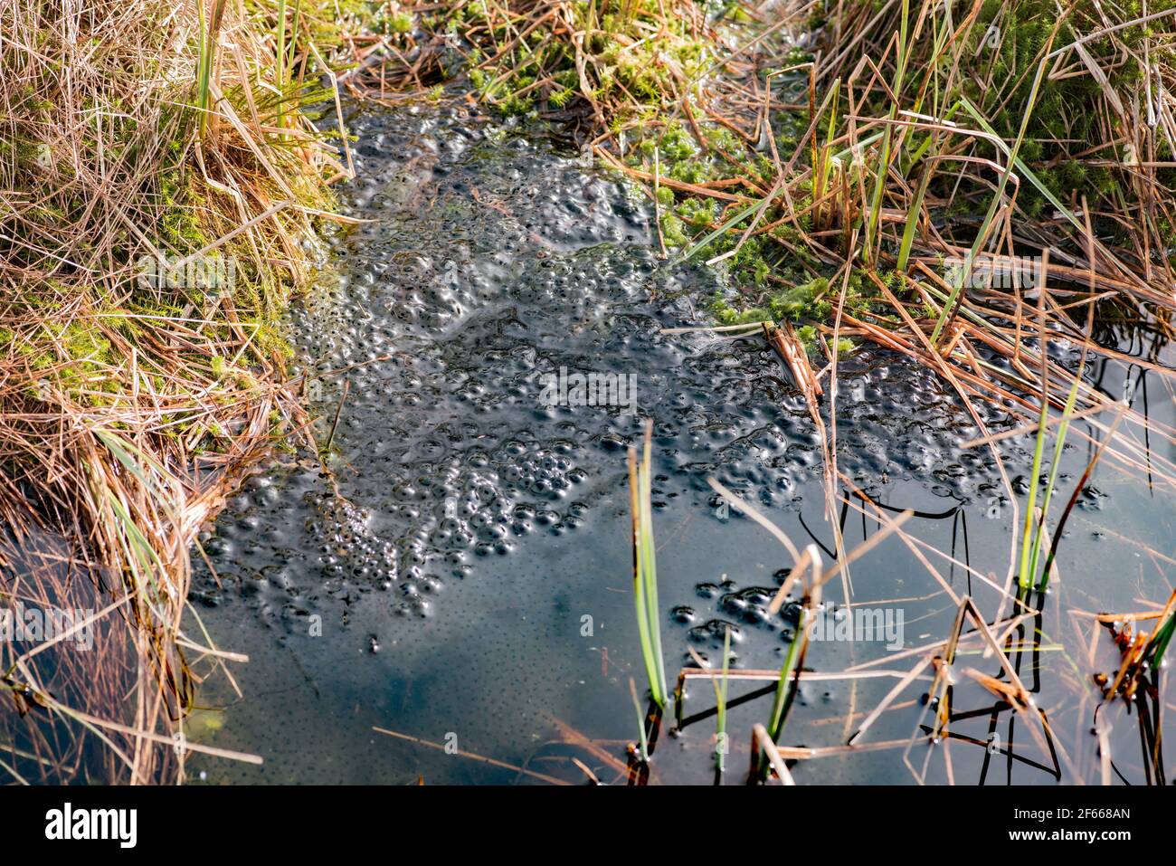 Signs of Spring , Frogspawn Stock Photo - Alamy
