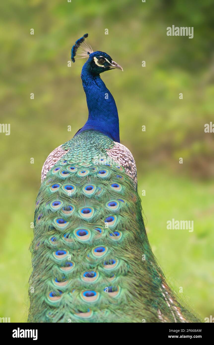 Male peacock with long feathered tail looking back over its shoulding ...