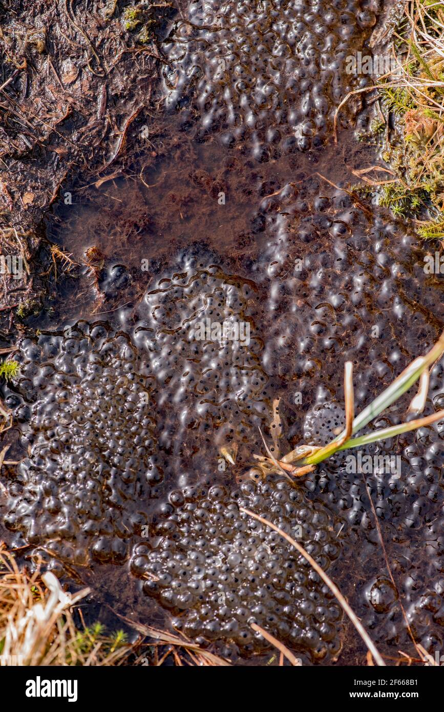 Frogs lifecycle hi-res stock photography and images - Alamy