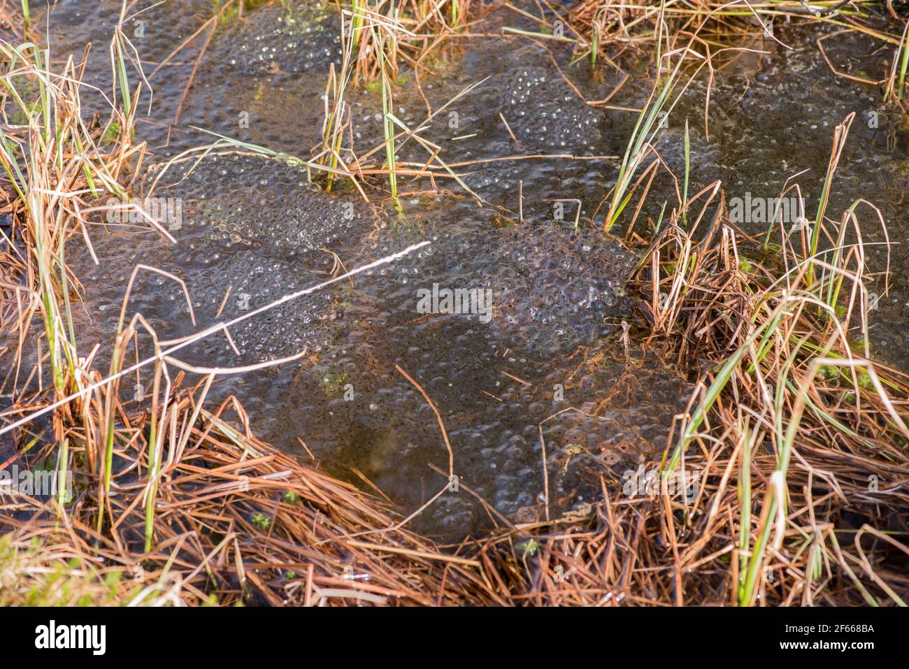 Signs of Spring , Frogspawn Stock Photo - Alamy